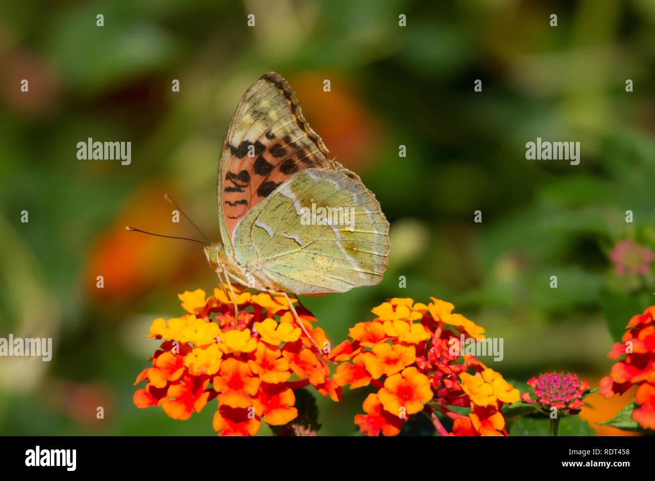 Pandora greek hi-res stock photography and images - Alamy
