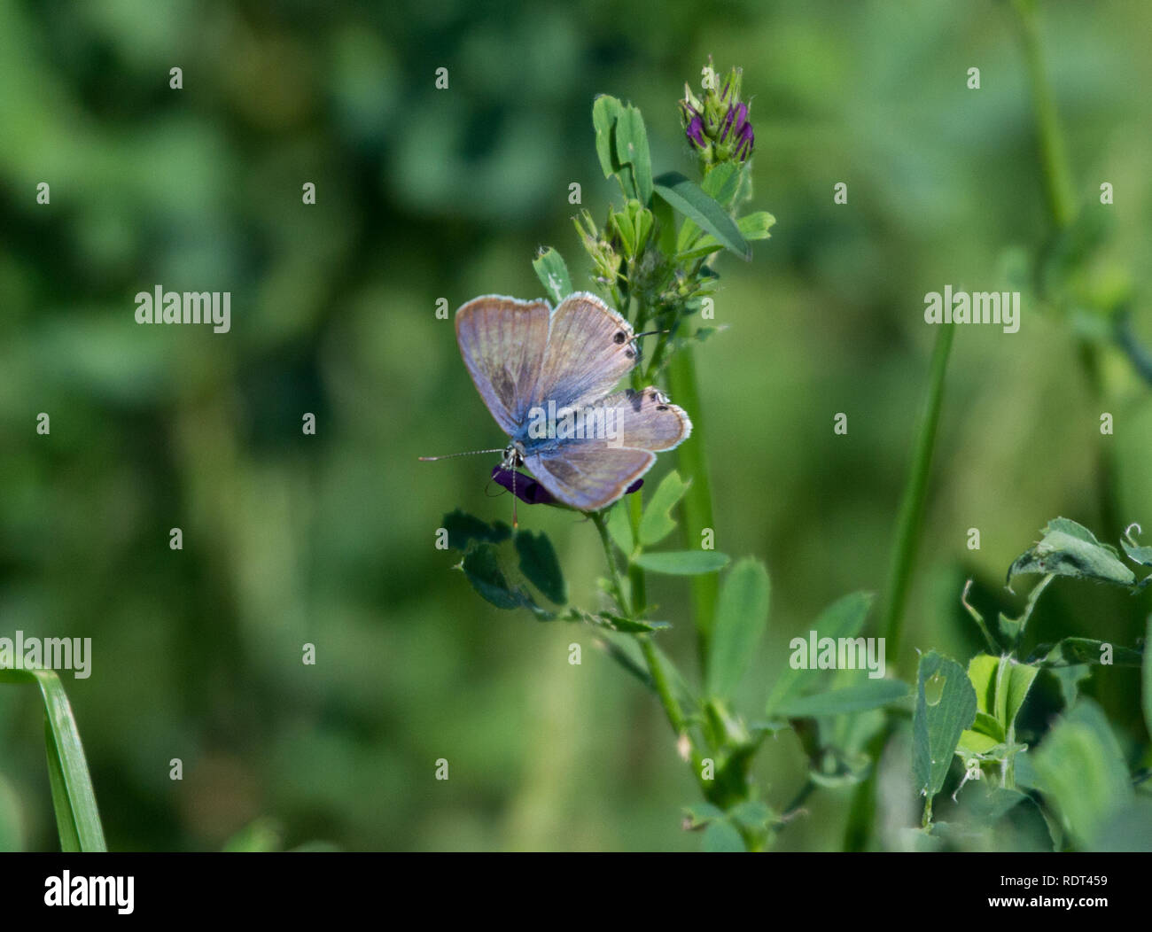 Common tiger blue butterfly hi-res stock photography and images - Alamy