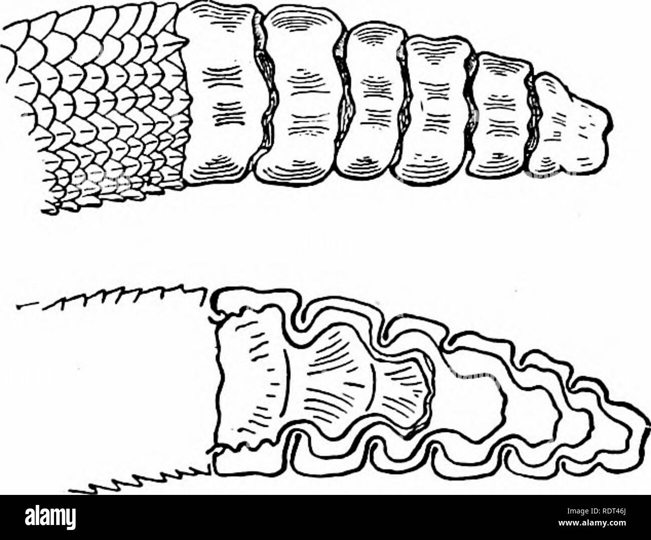 . First lessons in zoology. Zoology. FISHES, BATR/iCHIANS, AND REPTILES ...