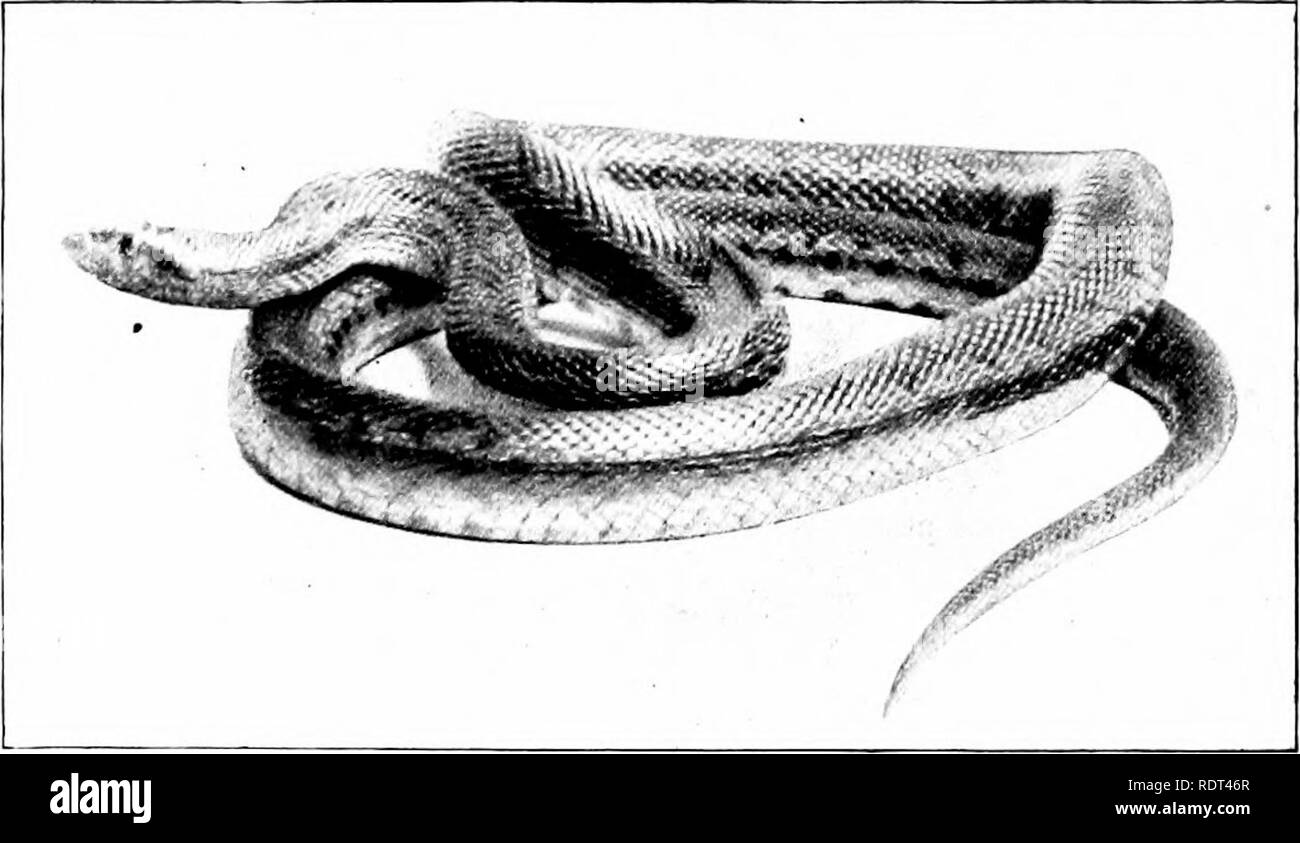 Snake With No Scales