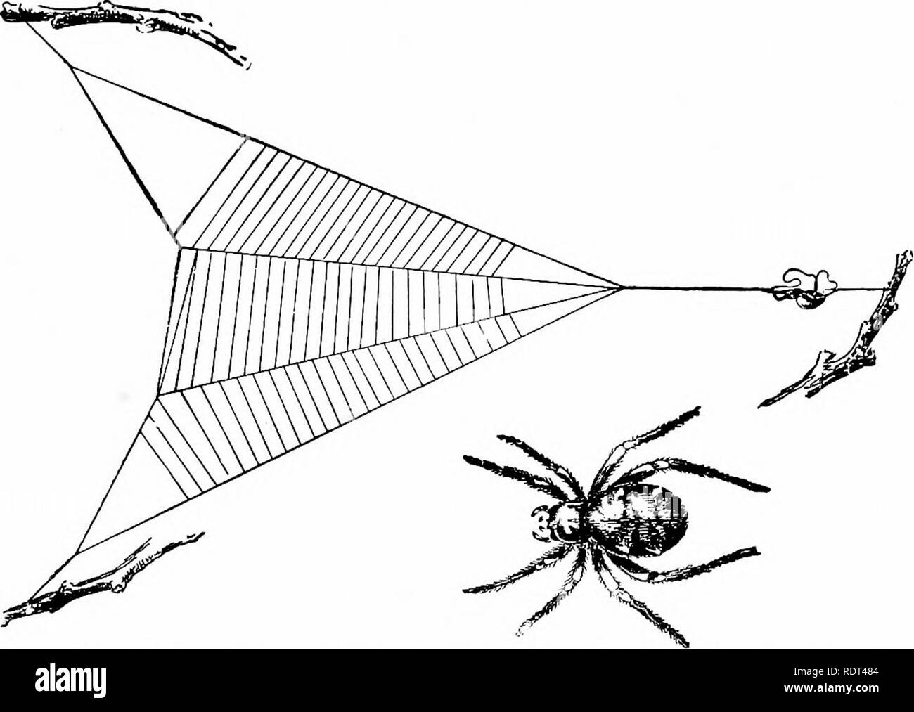 Spider web california Black and White Stock Photos & Images - Alamy