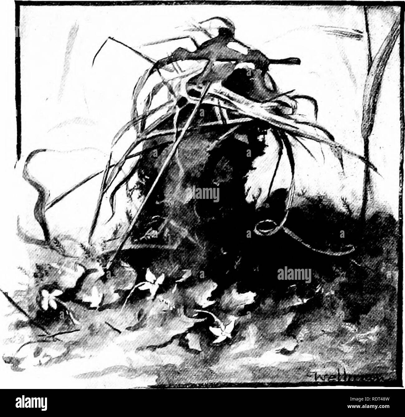 Turret spider Black and White Stock Photos & Images - Alamy