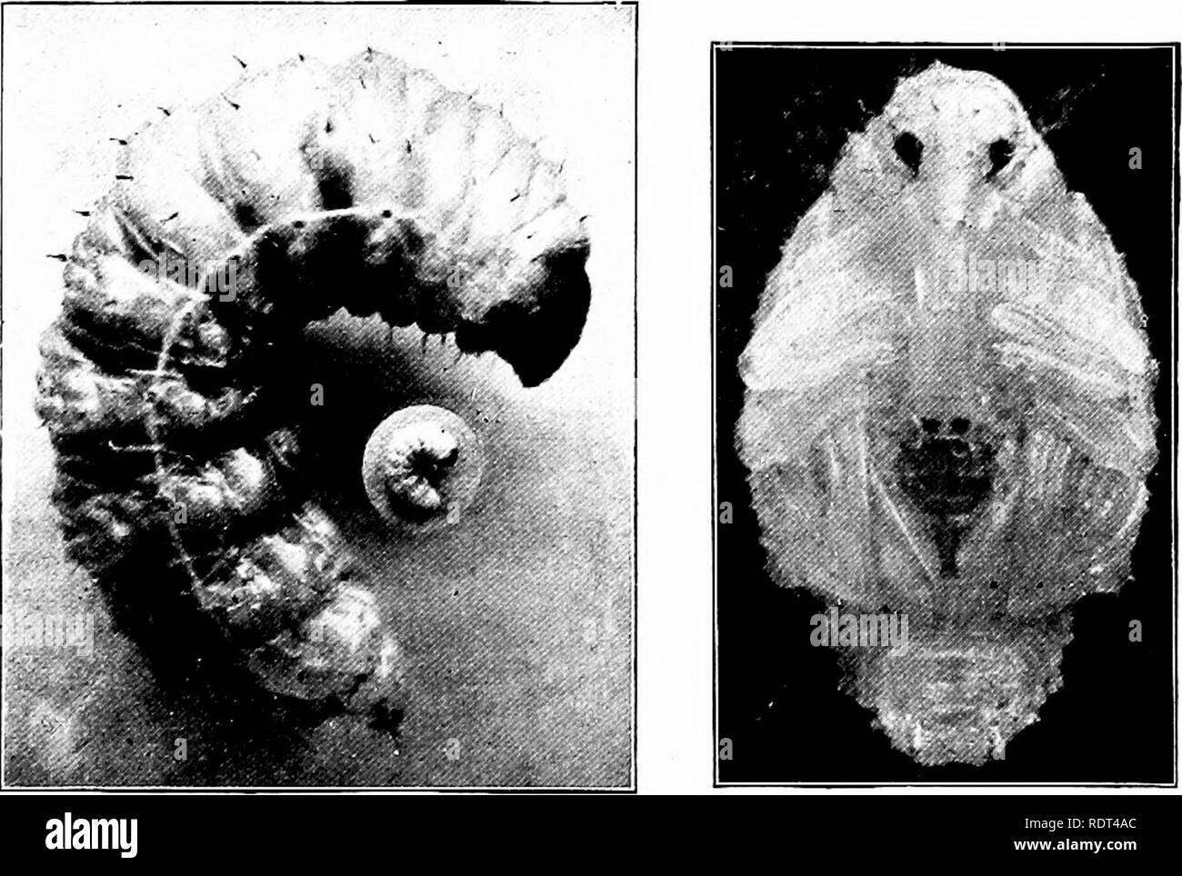 Salt flies Black and White Stock Photos & Images - Alamy