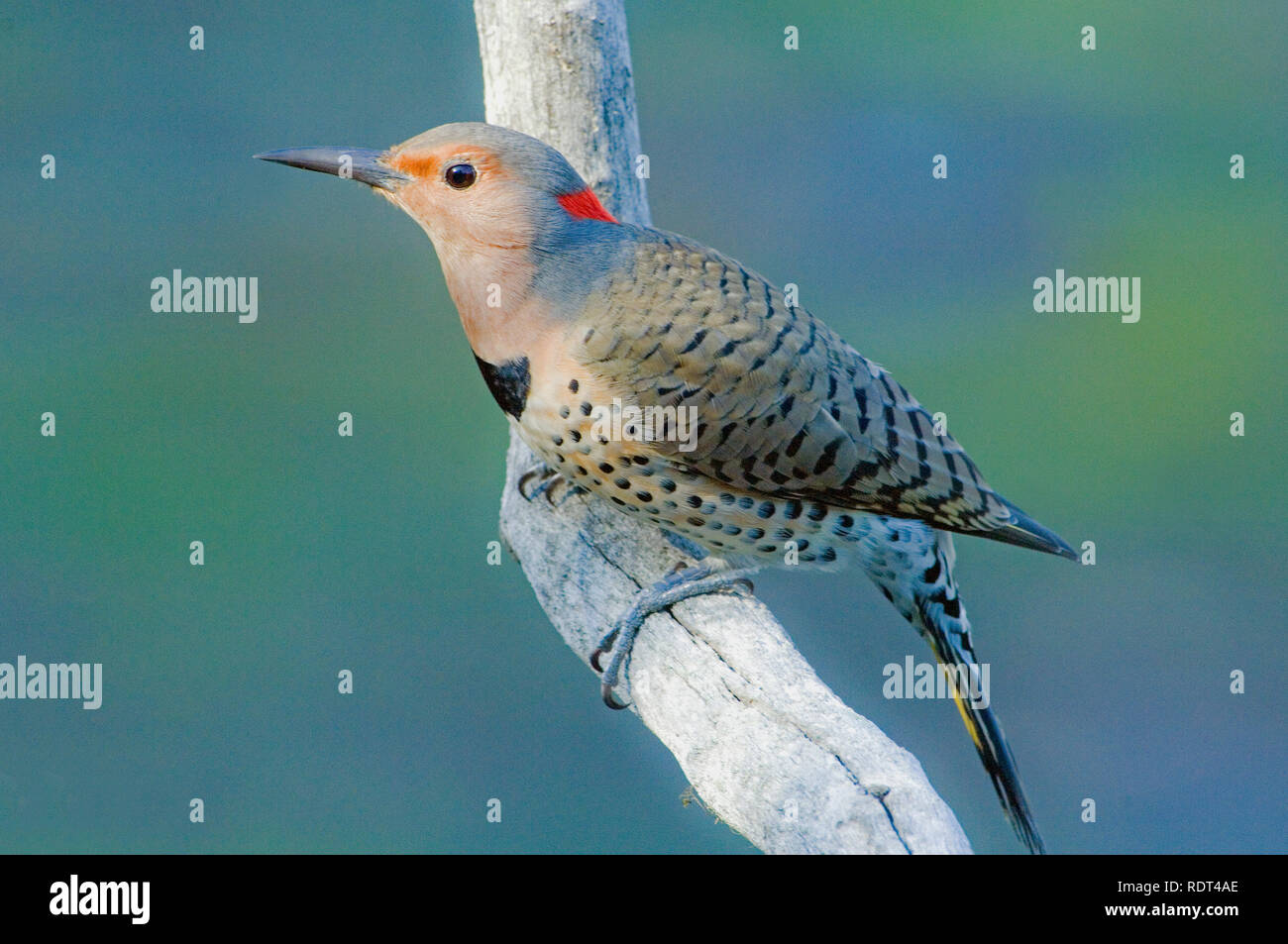 Northern yellow shafted flickers hi-res stock photography and images ...