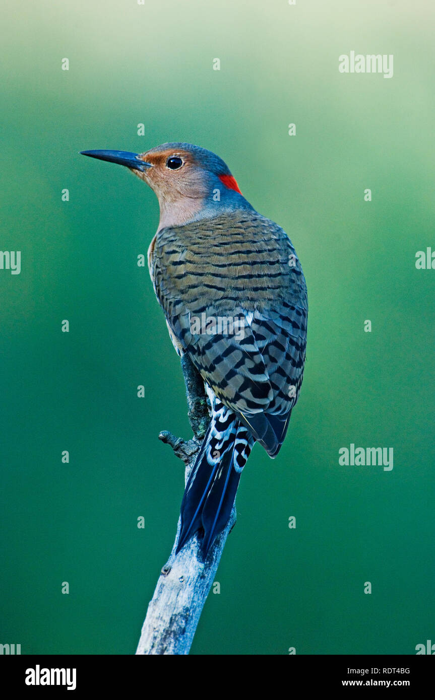 Northern flicker on perch Stock Photo - Alamy