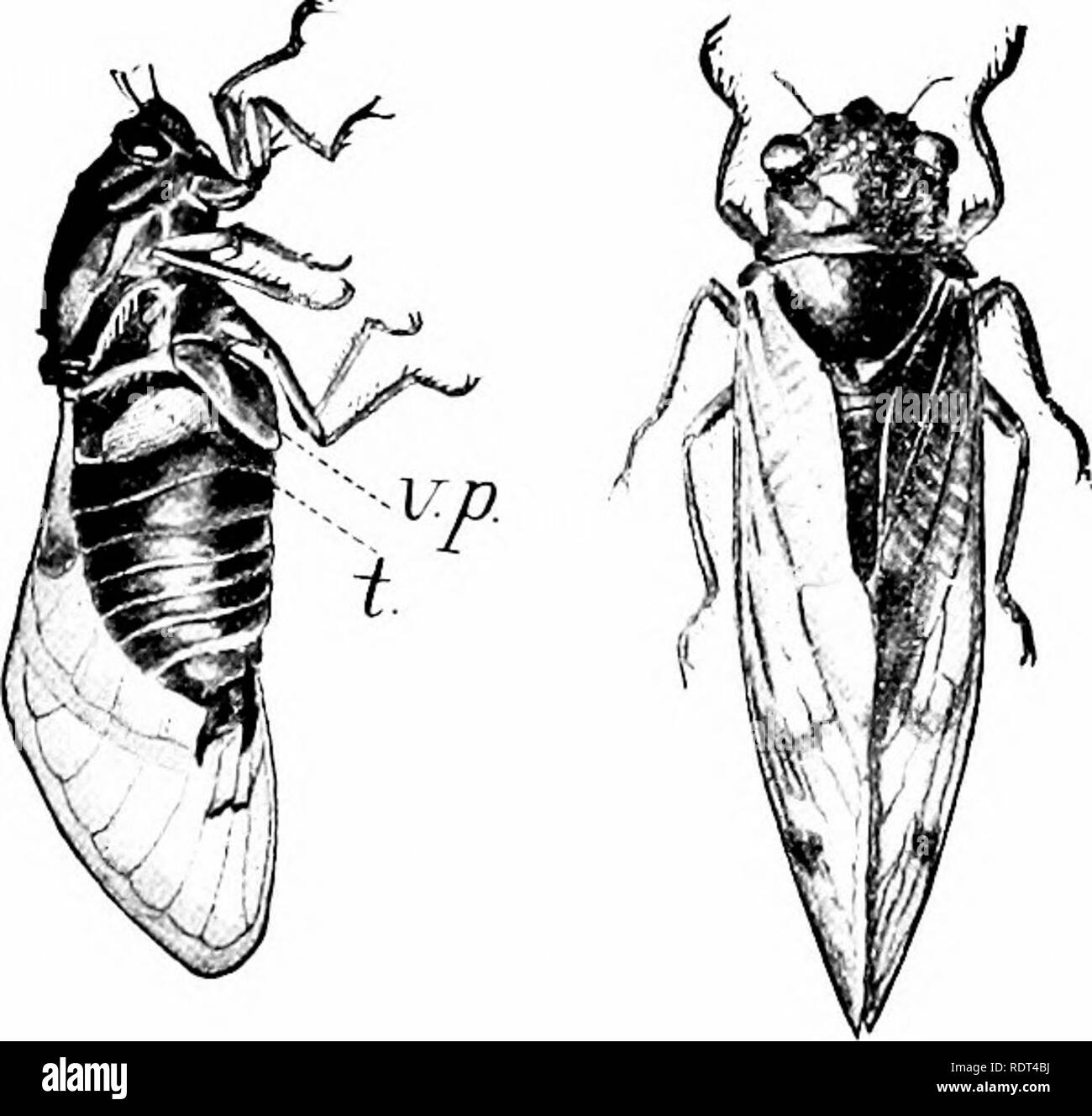 Common cicada species Black and White Stock Photos & Images - Alamy