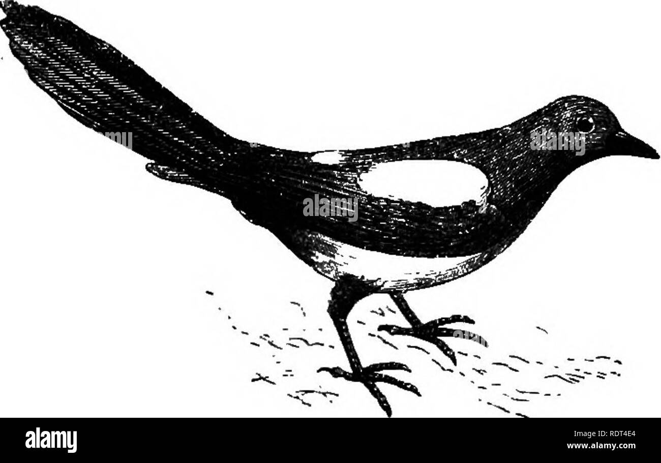 Teque teque hi-res stock photography and images - Alamy