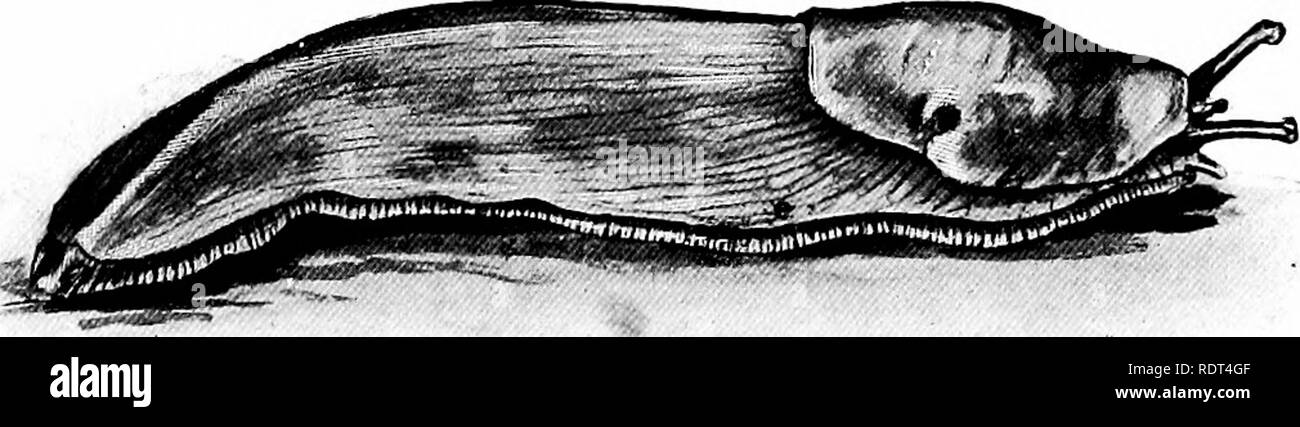 Ariolimax Black and White Stock Photos & Images - Alamy