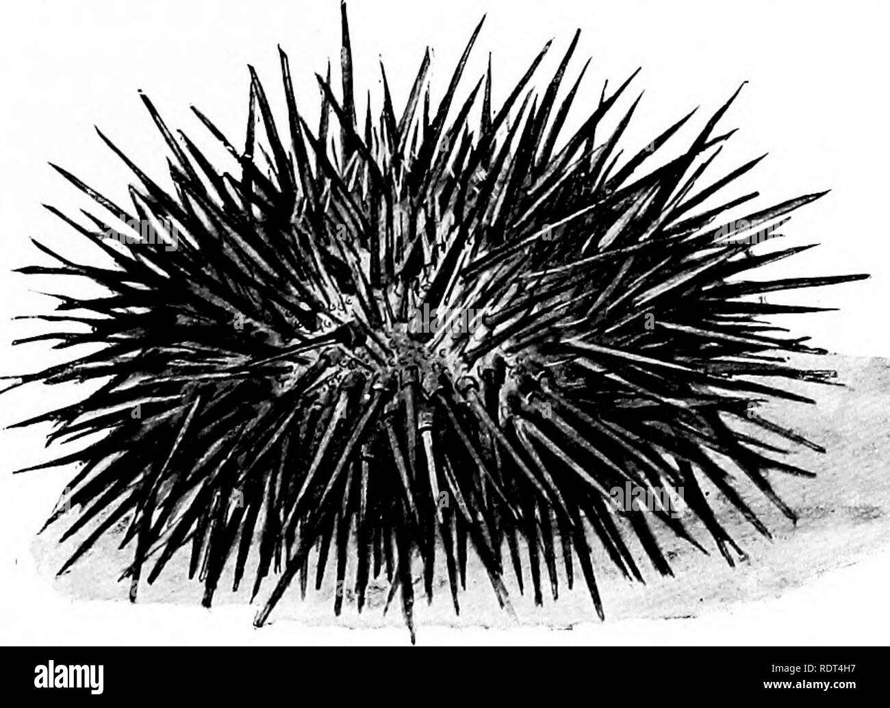 Yellow hatch Black and White Stock Photos & Images - Alamy