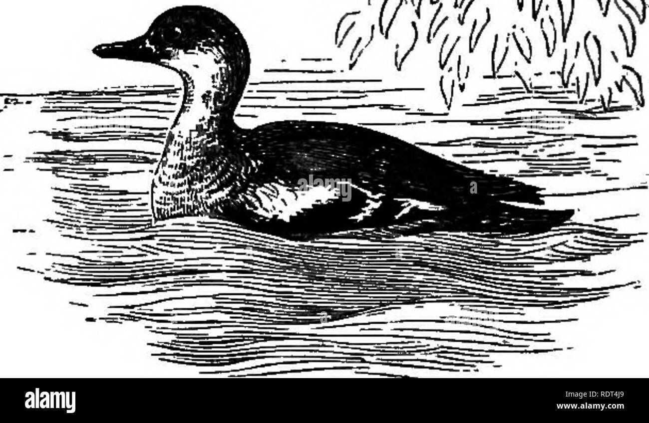 Male and female garden birds Black and White Stock Photos & Images - Alamy