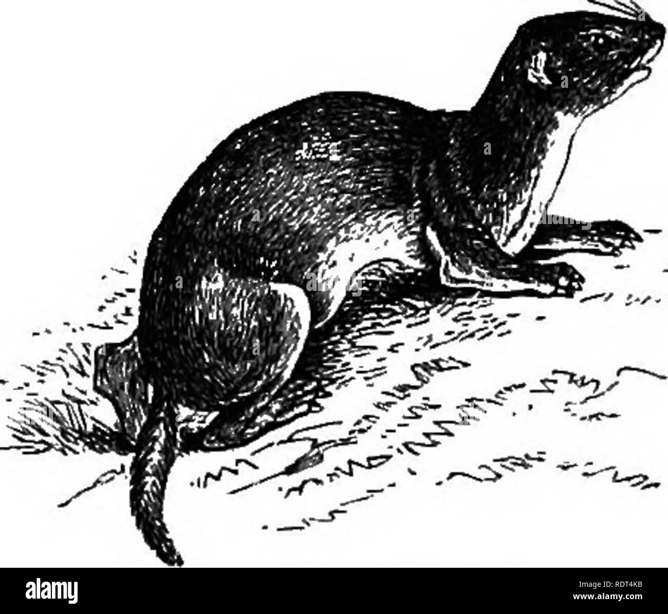Stoat rabbit Cut Out Stock Images & Pictures - Alamy