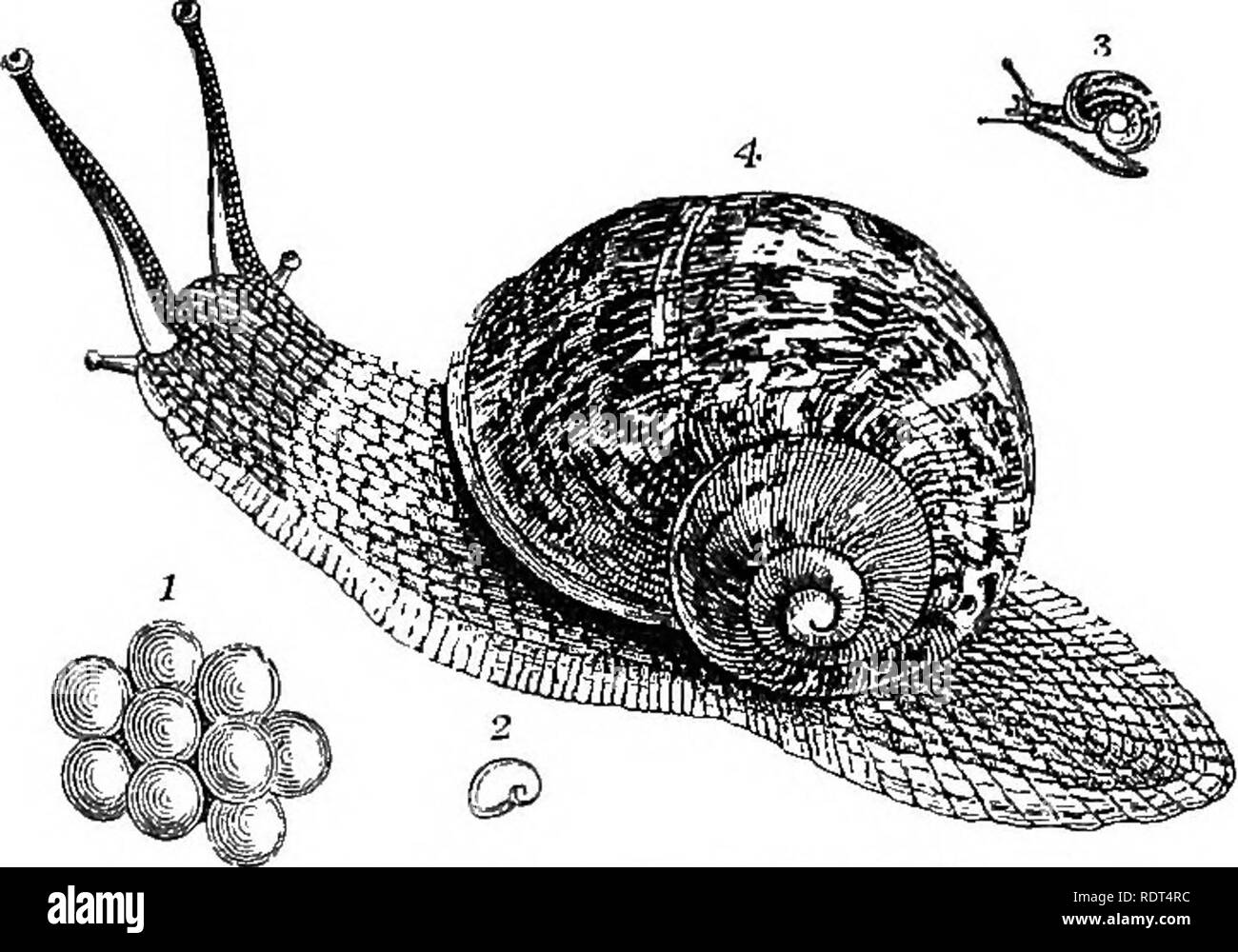 Limax agrestis hi-res stock photography and images - Alamy