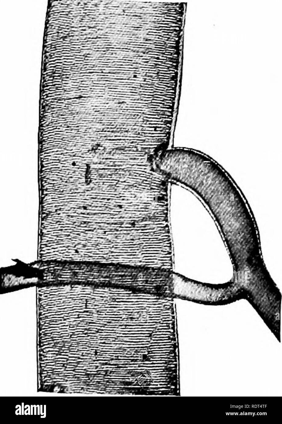 . First lessons in zoology. Zoology. Fig. 47. Fig. 48. Fig. 47.—Diagram ...