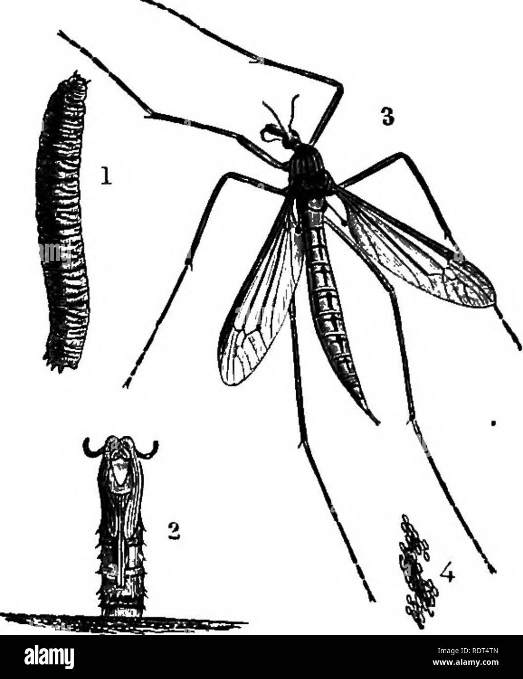 Tipula larva hi-res stock photography and images - Alamy