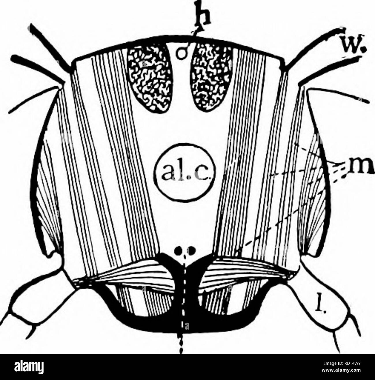 . First lessons in zoology. Zoology. Fig. 38.—Left middle leg of ...