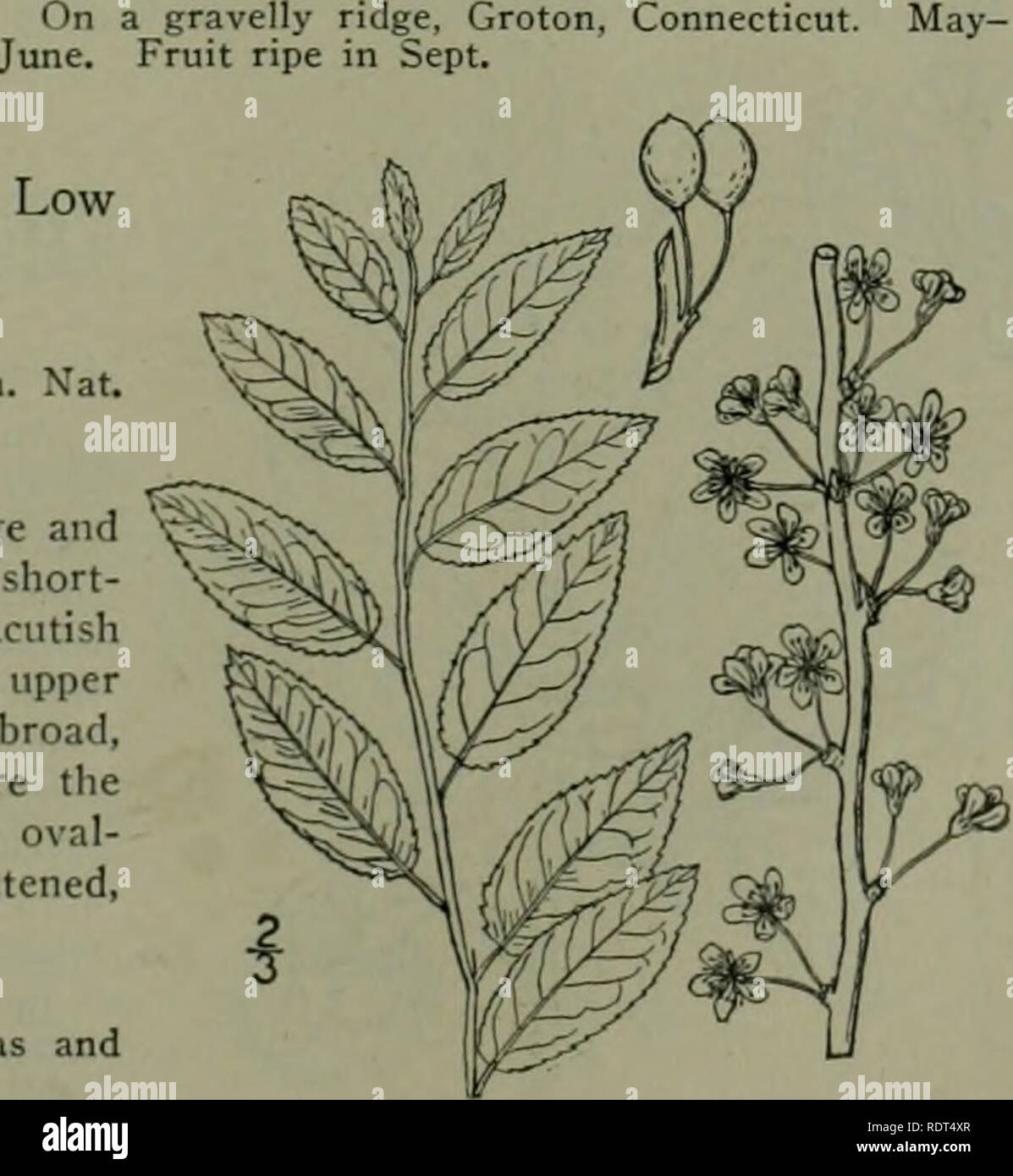 Graves’ beach plum hi-res stock photography and images - Alamy