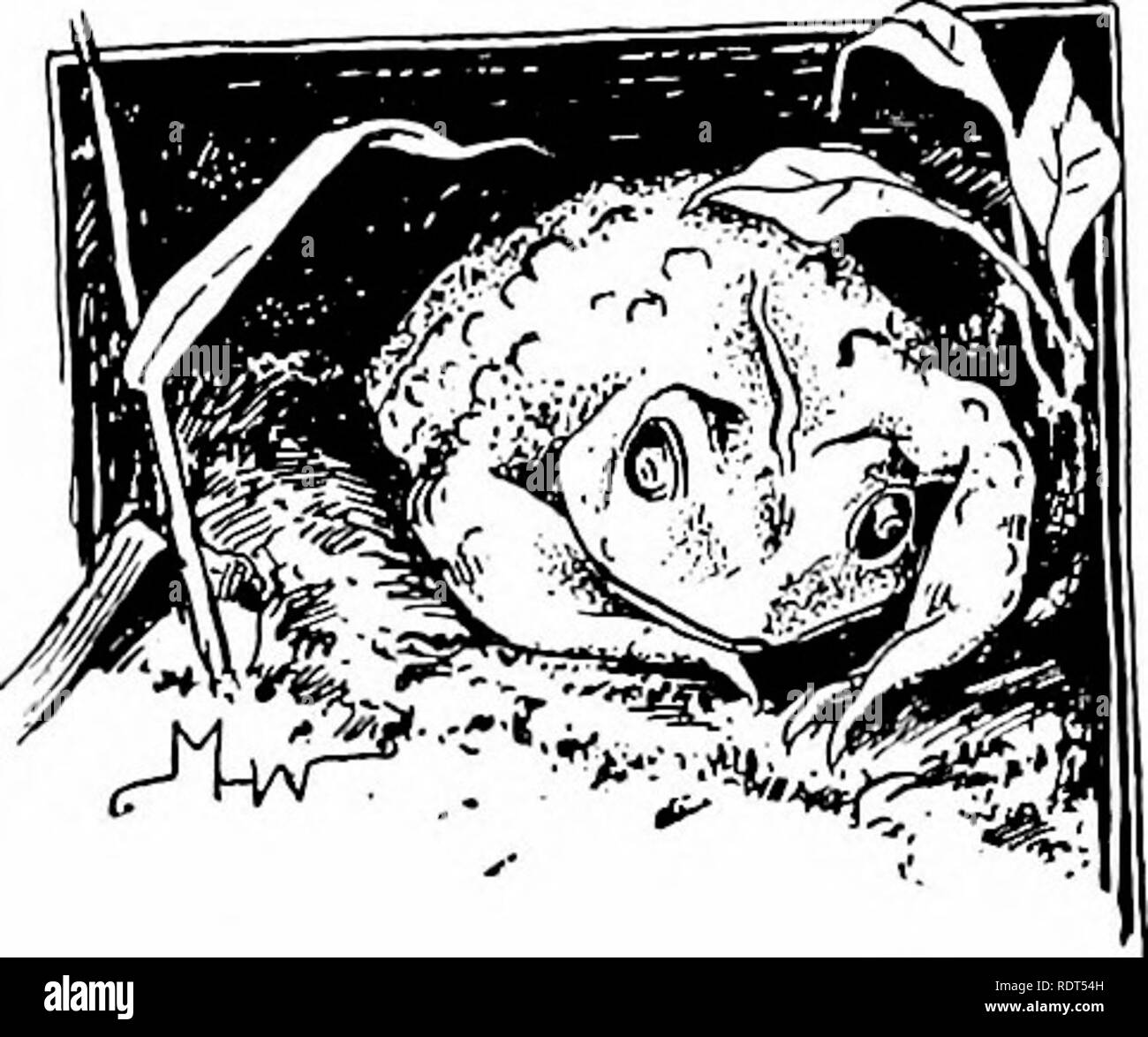 A toad in the water Black and White Stock Photos & Images - Alamy