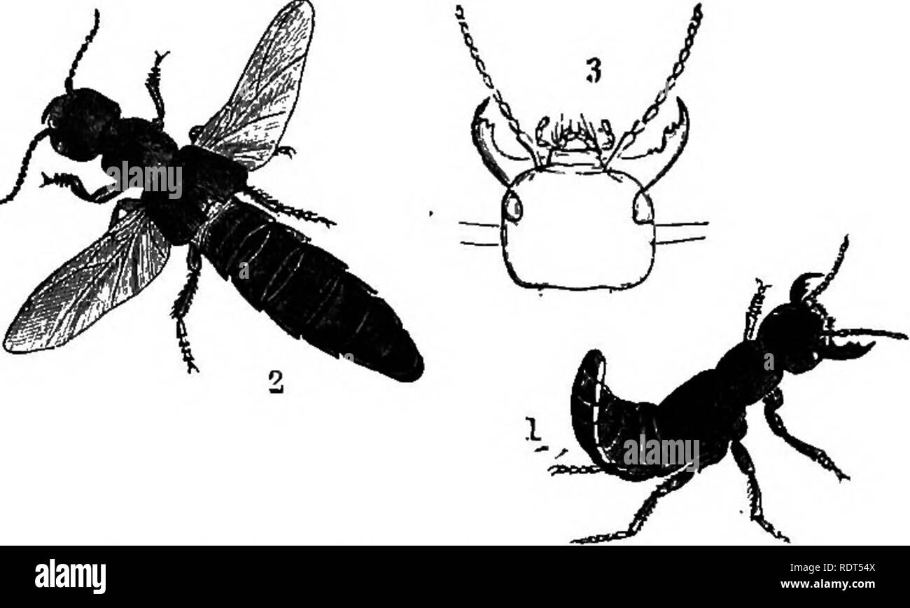 Staphylinus olens hi-res stock photography and images - Alamy