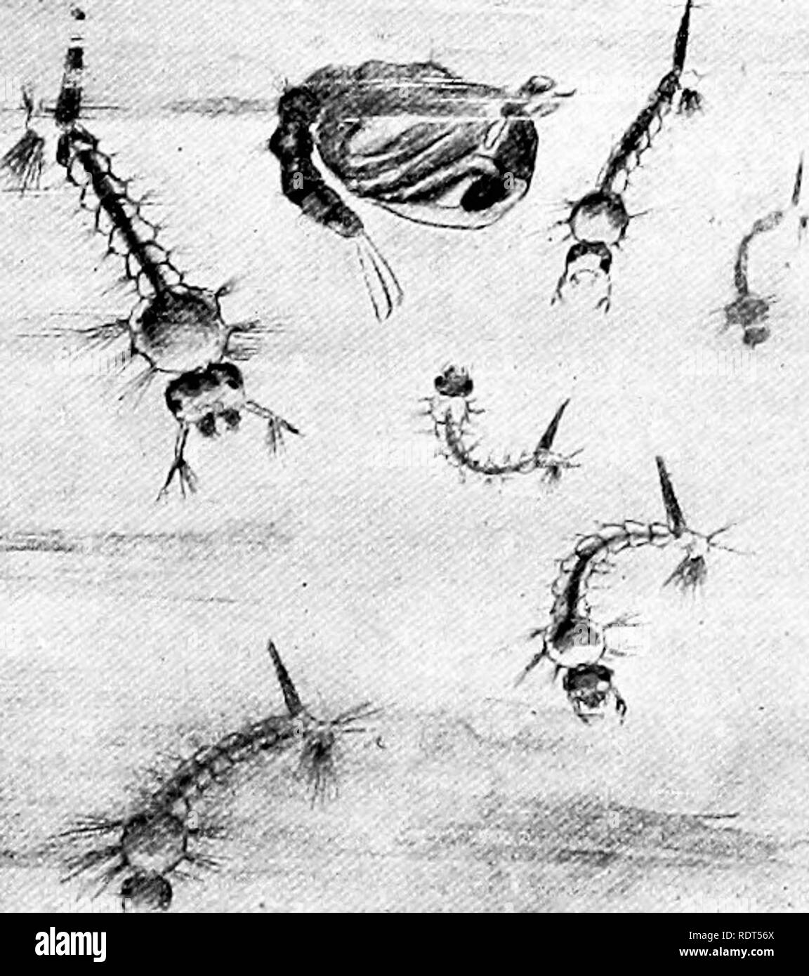 Culex sp Black and White Stock Photos & Images - Alamy