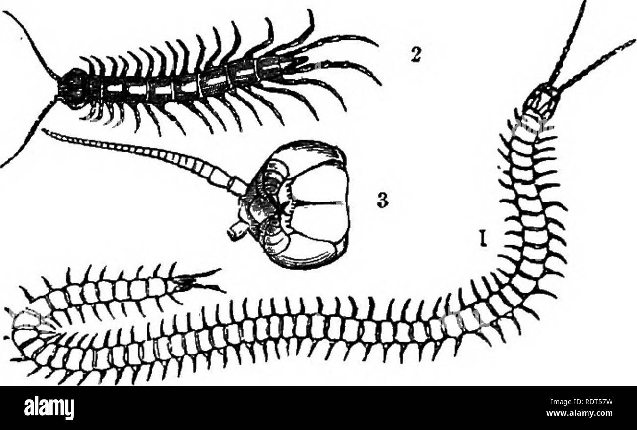 Centipedes Black and White Stock Photos & Images - Alamy