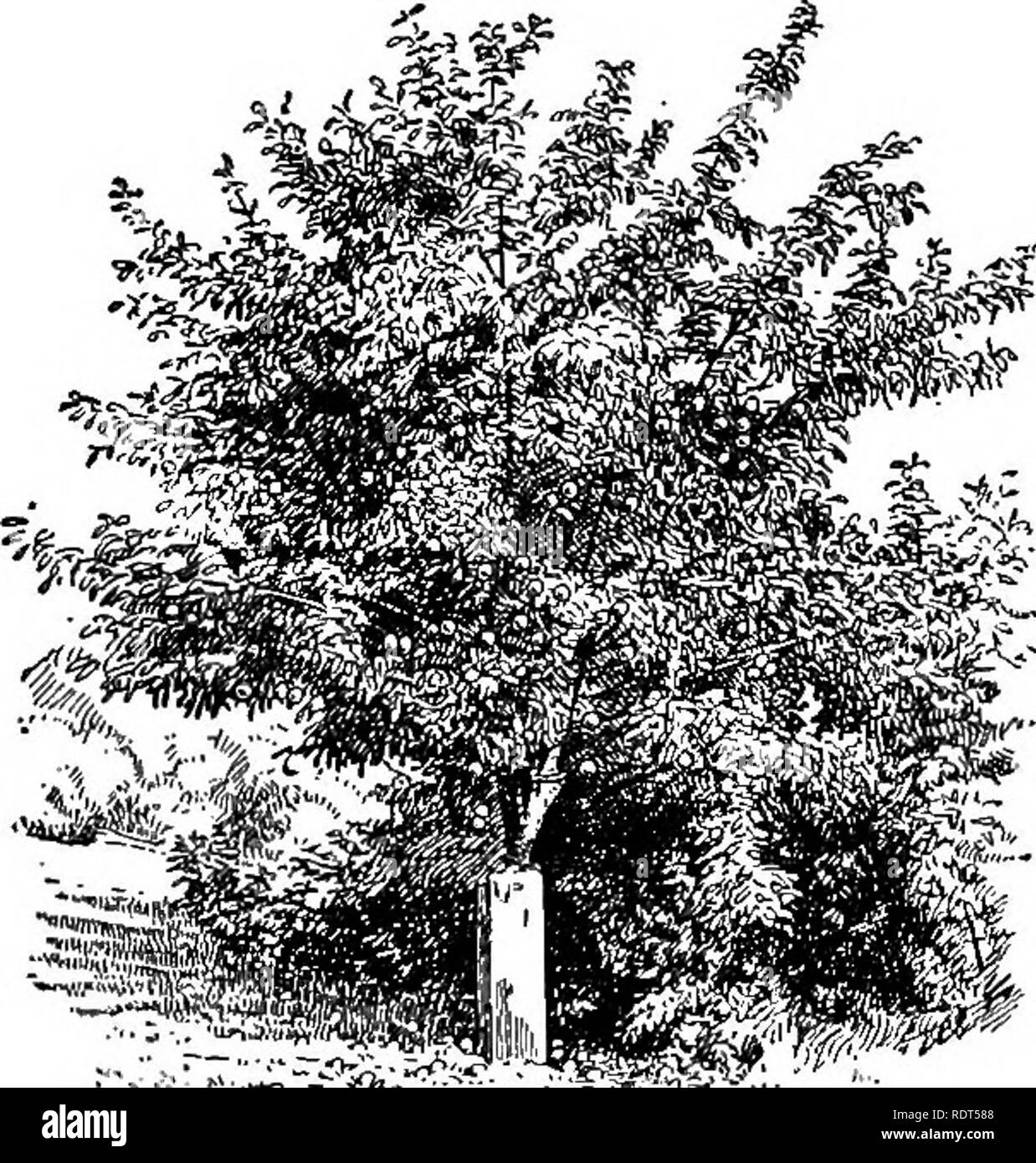 . The principles of fruit-growing, with applications to practice. Fruit ...