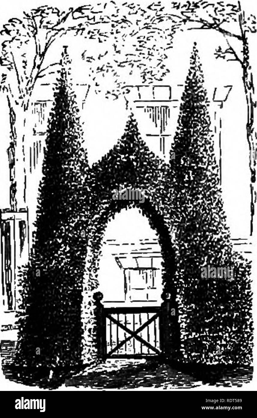 two trees intertwined drawing