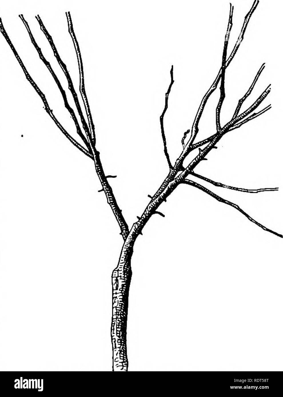 100 years strong Black and White Stock Photos & Images - Alamy