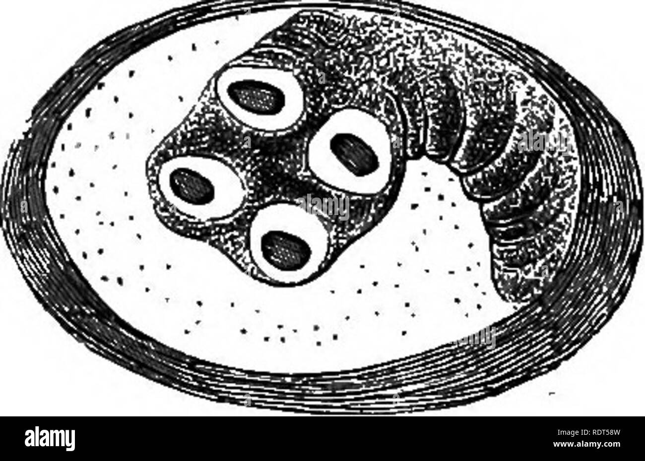 . My garden, its plan and culture together with a general description ...