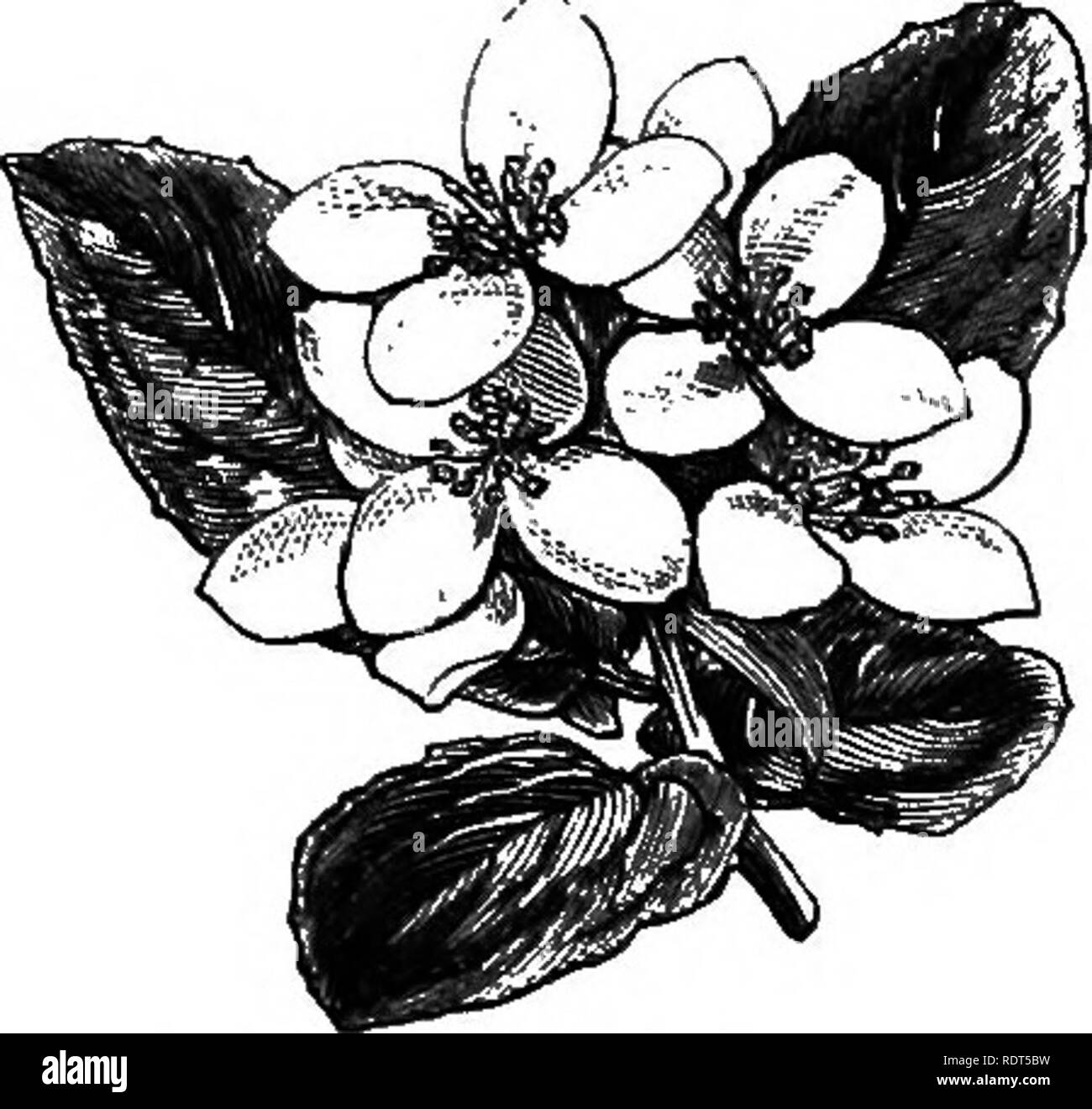 Young yew tree Cut Out Stock Images & Pictures - Alamy