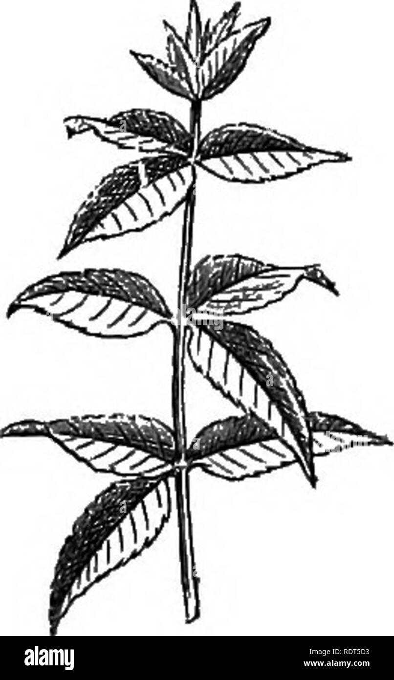 Lemon Verbena Drawing