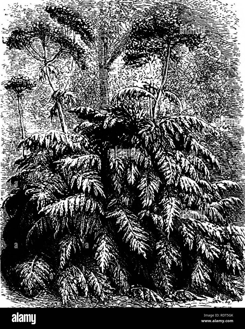 Lively green plants Black and White Stock Photos & Images - Alamy