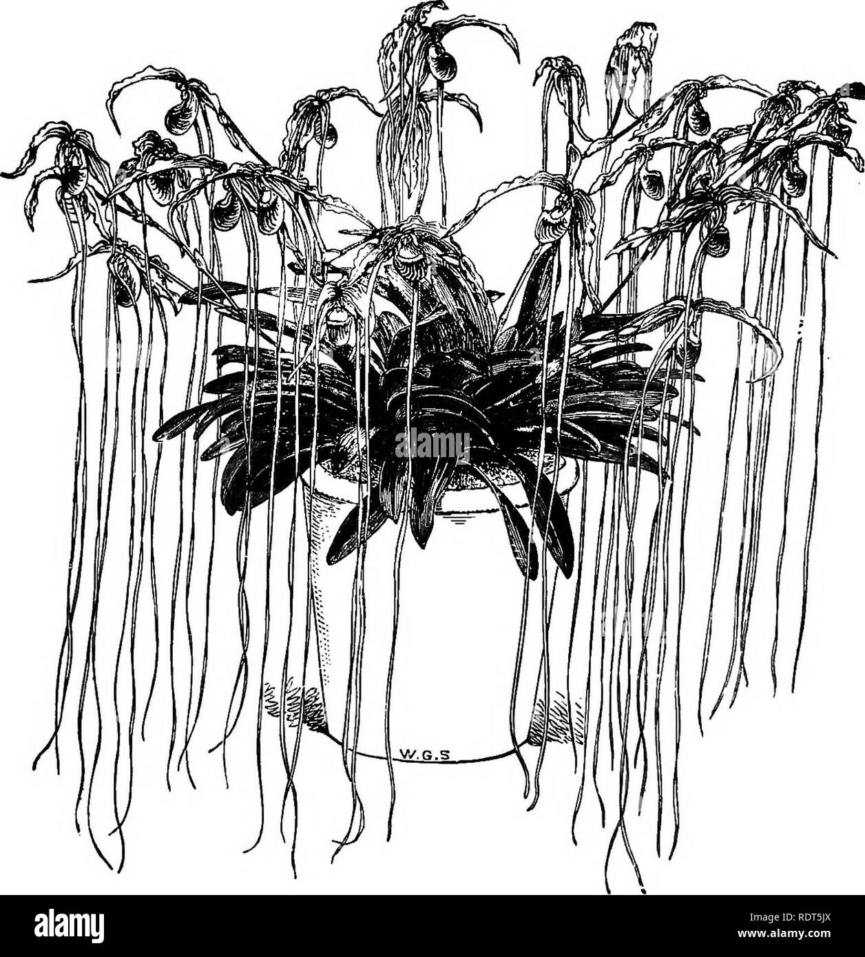 . The orchid-grower's manual, containing descriptions of the best ...