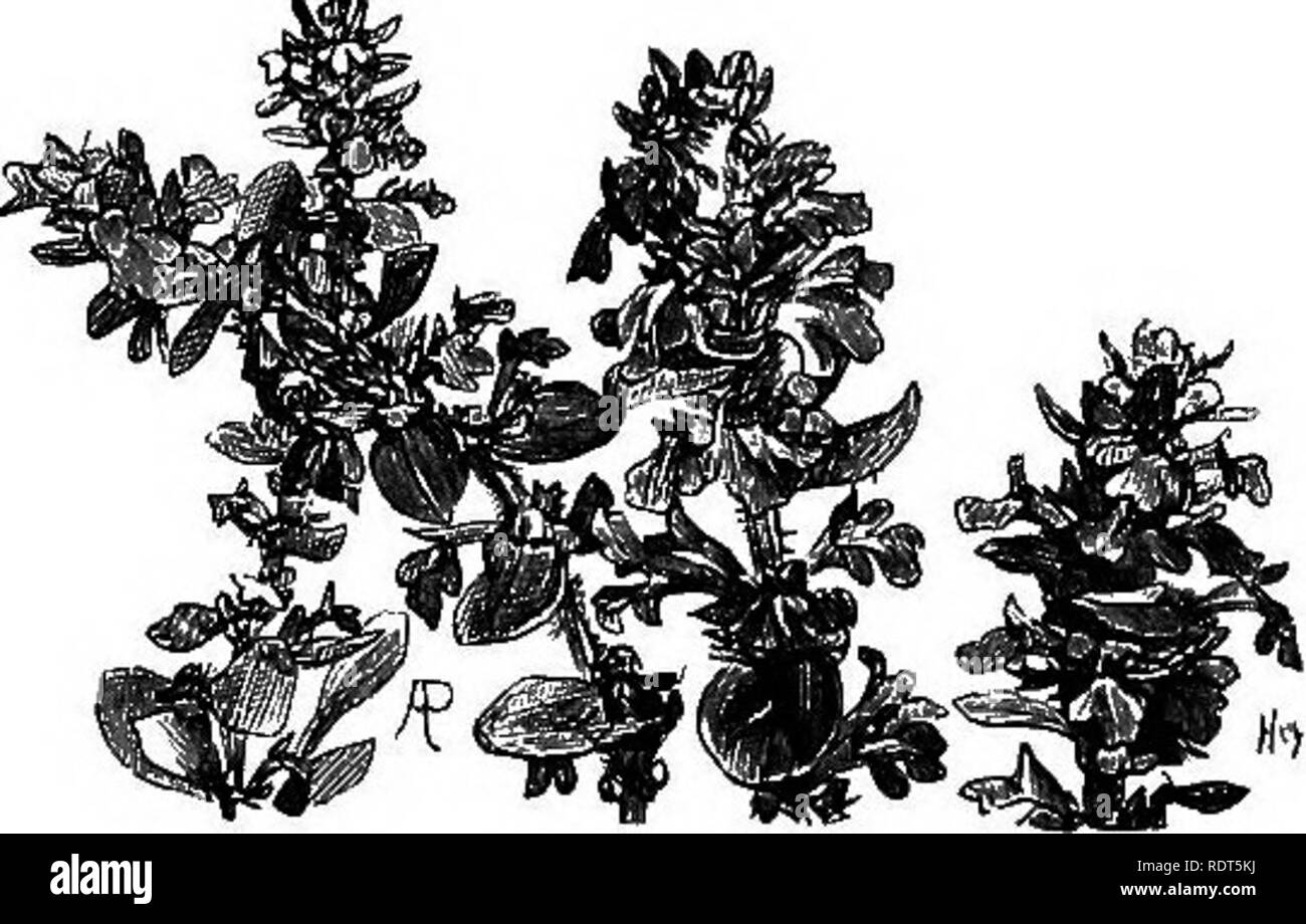 Creeping forget me not Black and White Stock Photos & Images - Alamy