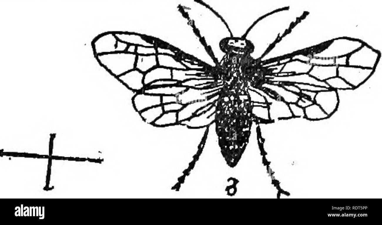 Frait Black and White Stock Photos & Images - Alamy