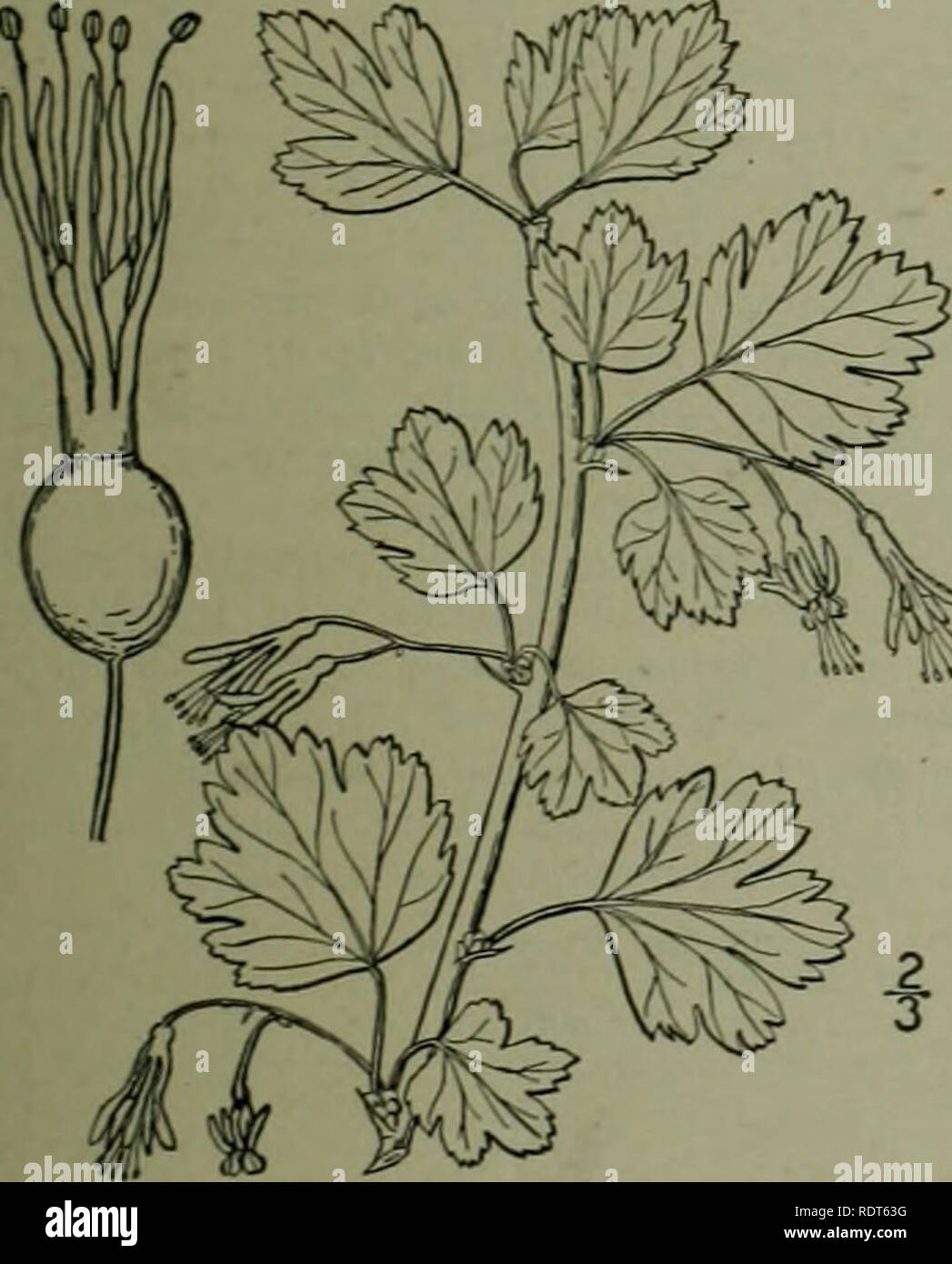 Suborbicular leaves hi-res stock photography and images - Alamy