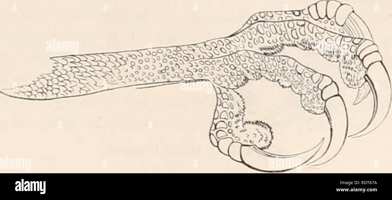 Articulation du doigt hi-res stock photography and images - Alamy