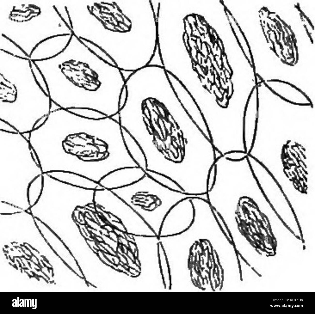 Alpine likes hi-res stock photography and images - Alamy