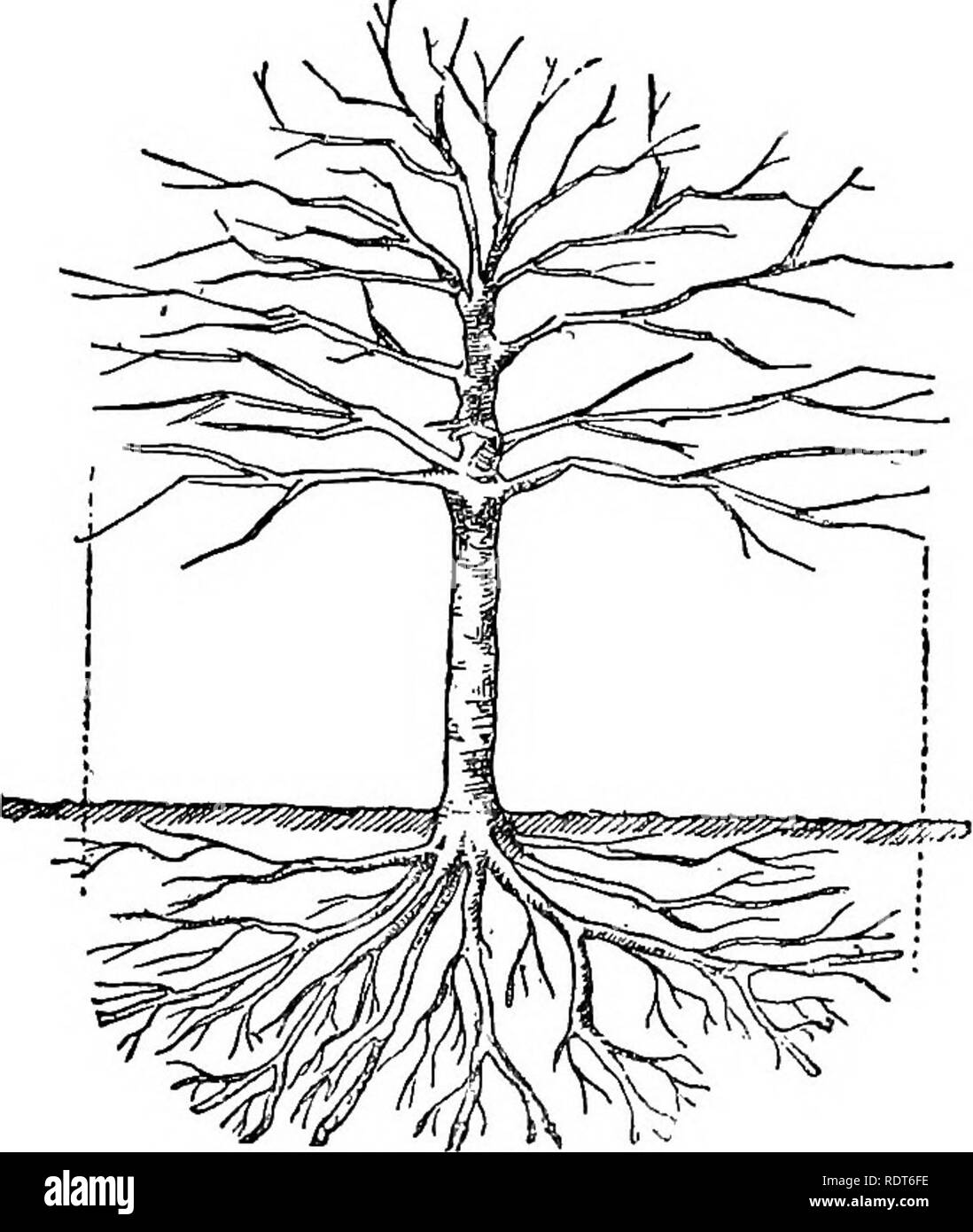 Root cut spade Black and White Stock Photos & Images - Alamy