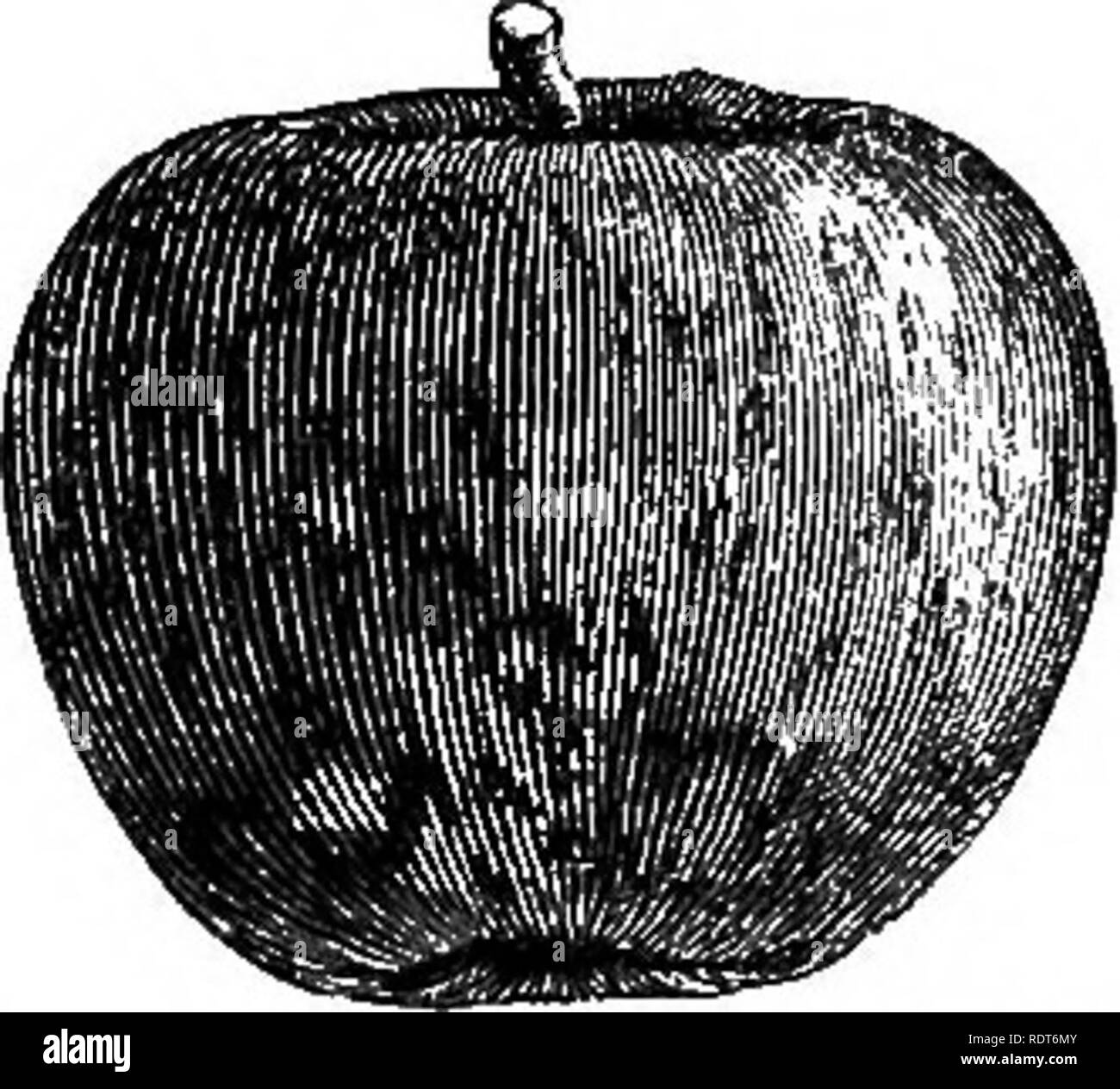 Peach bell Black and White Stock Photos & Images - Alamy