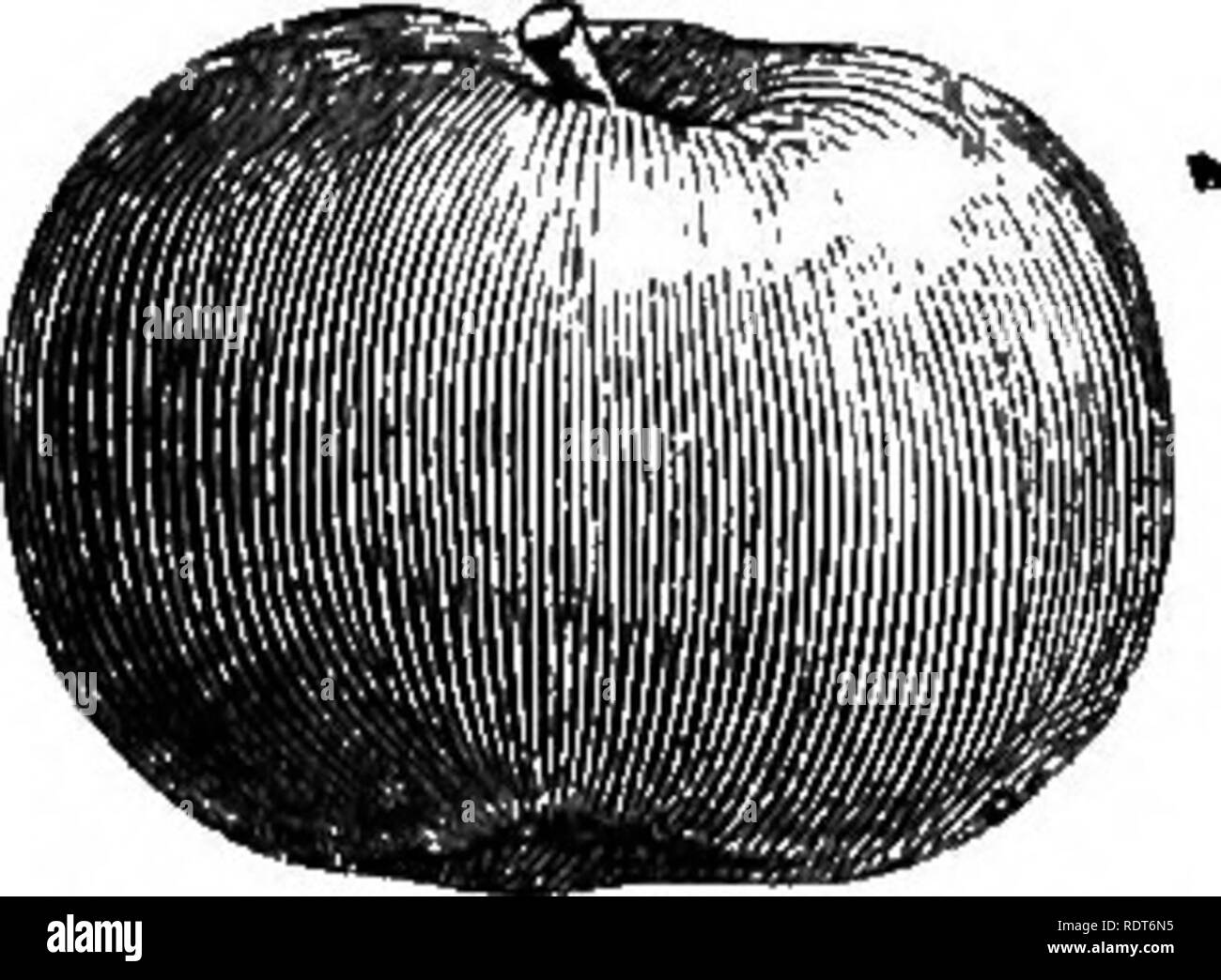 Stirling castle apple hi-res stock photography and images - Alamy