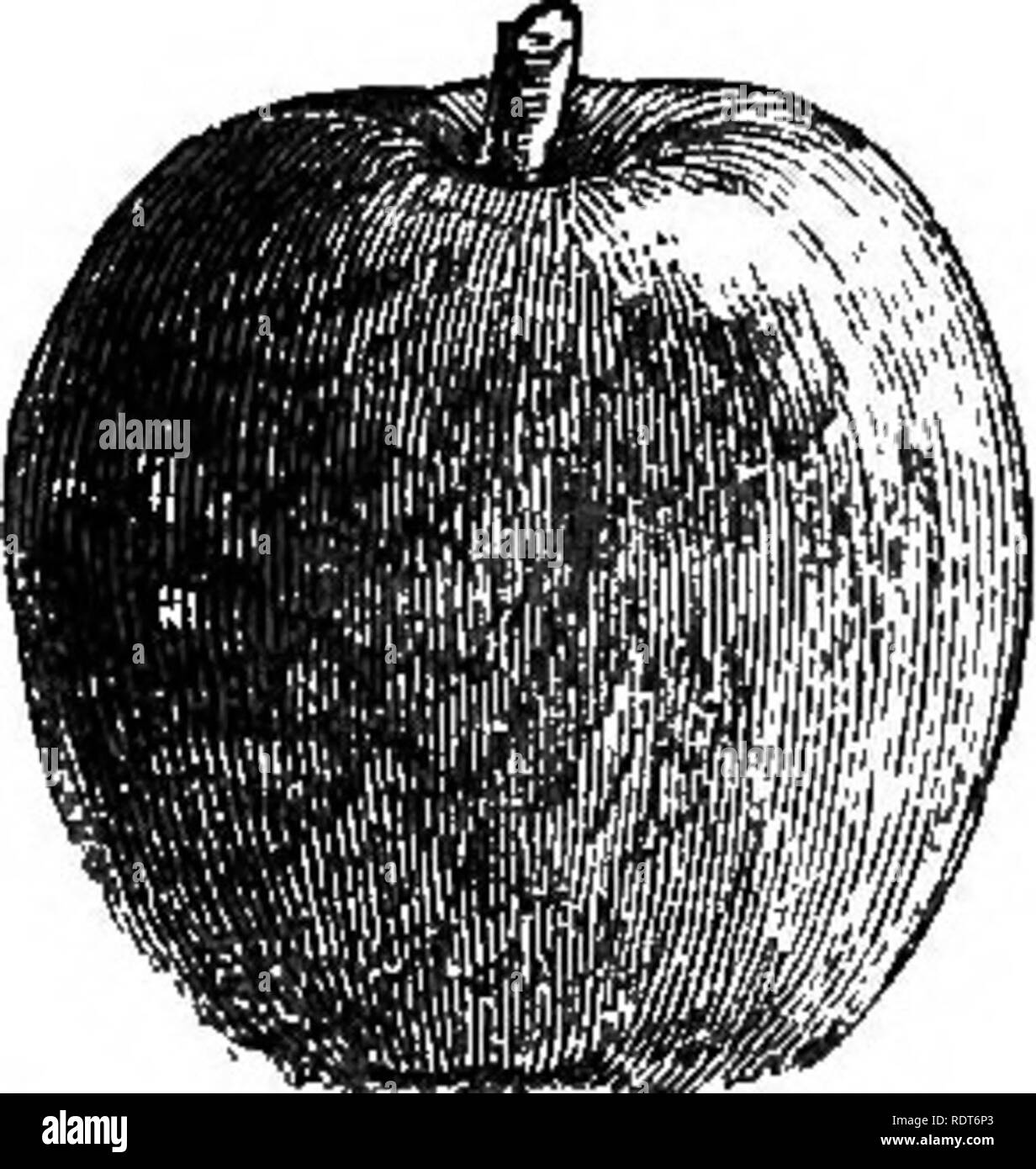 Lord suffield apple hi-res stock photography and images - Alamy