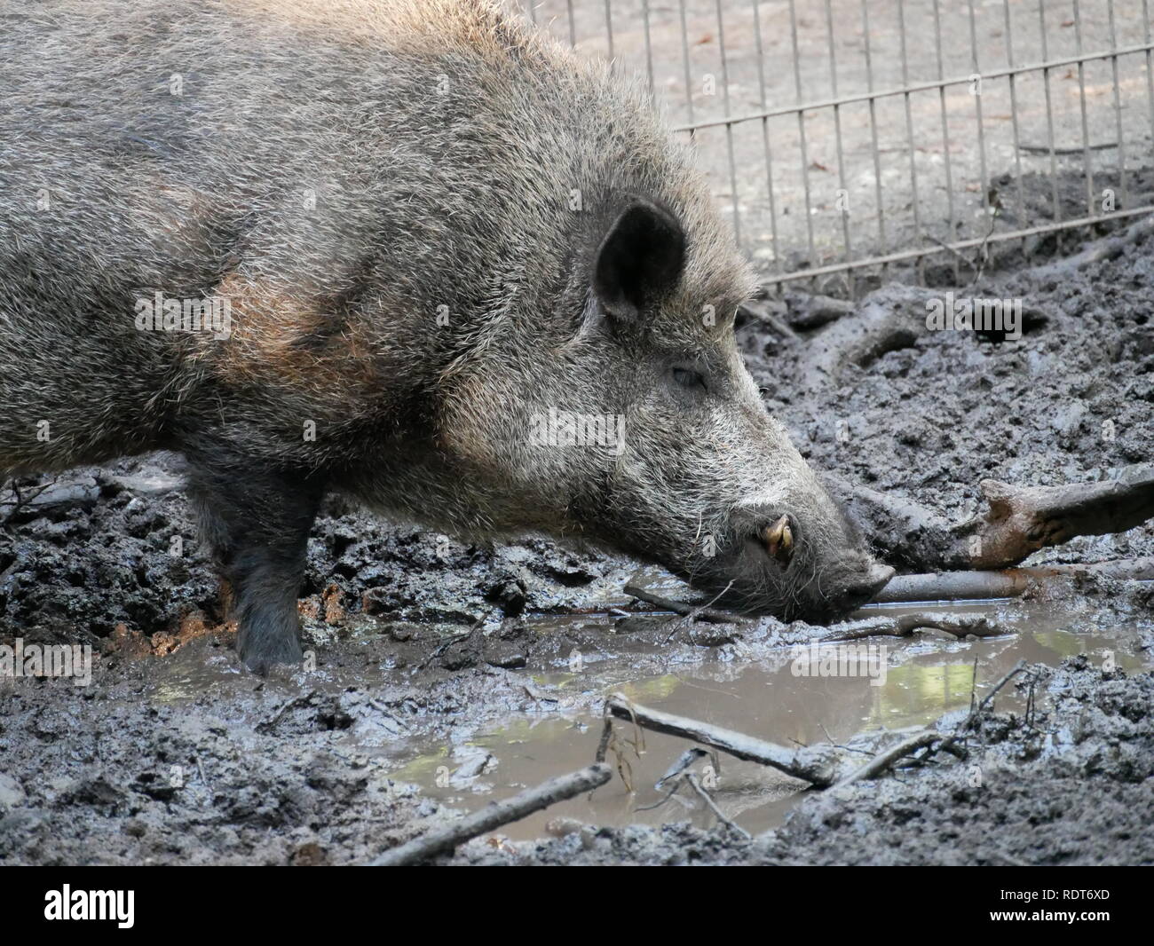Brown pork family fauna hi-res stock photography and images - Alamy