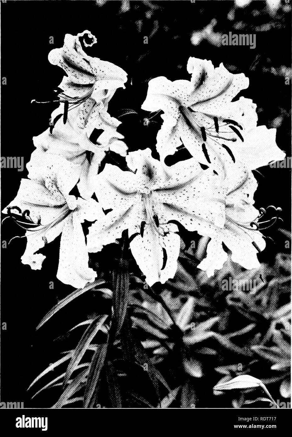 Lily adams Black and White Stock Photos & Images - Alamy