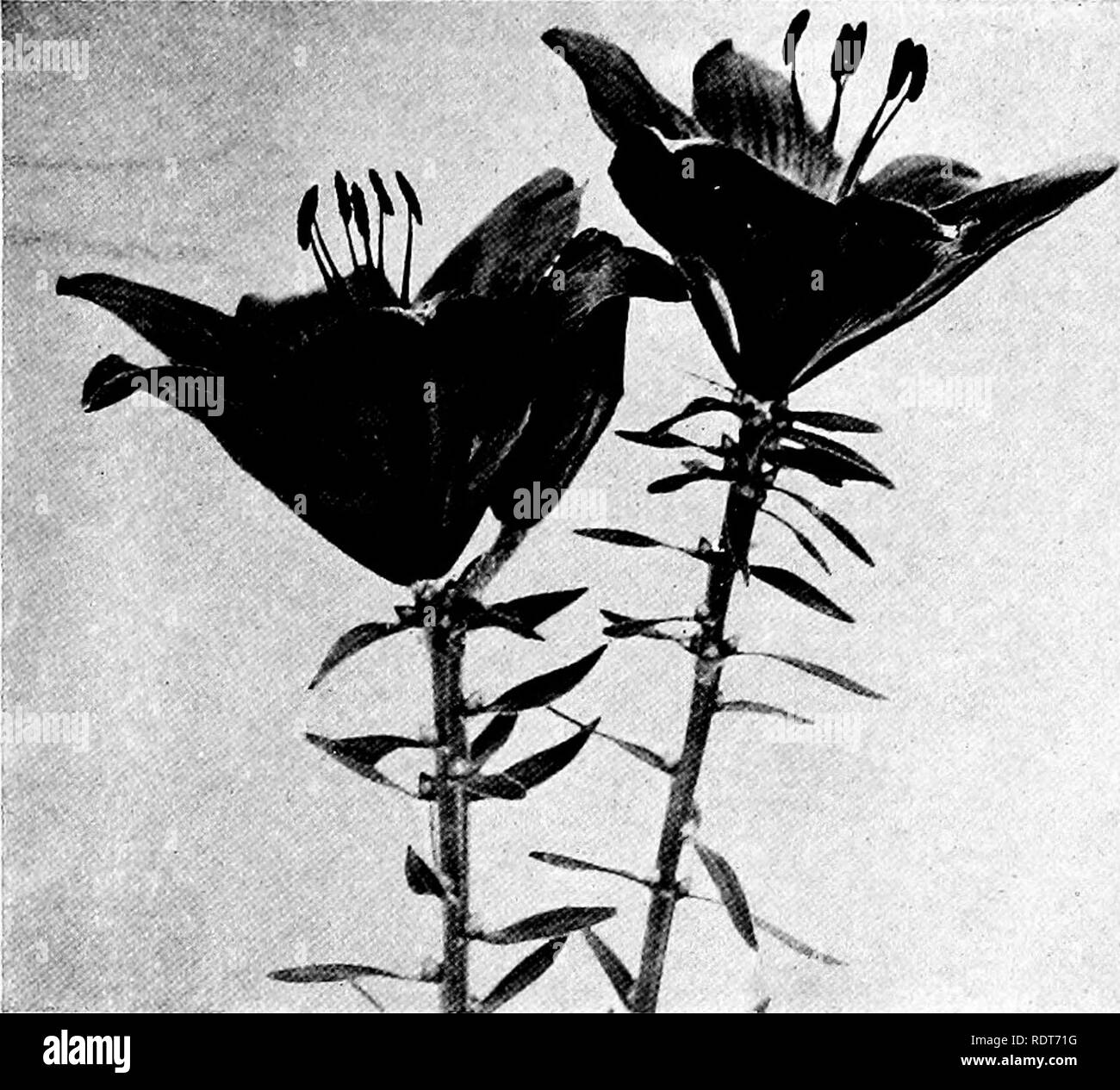 Croceum Black and White Stock Photos & Images - Alamy