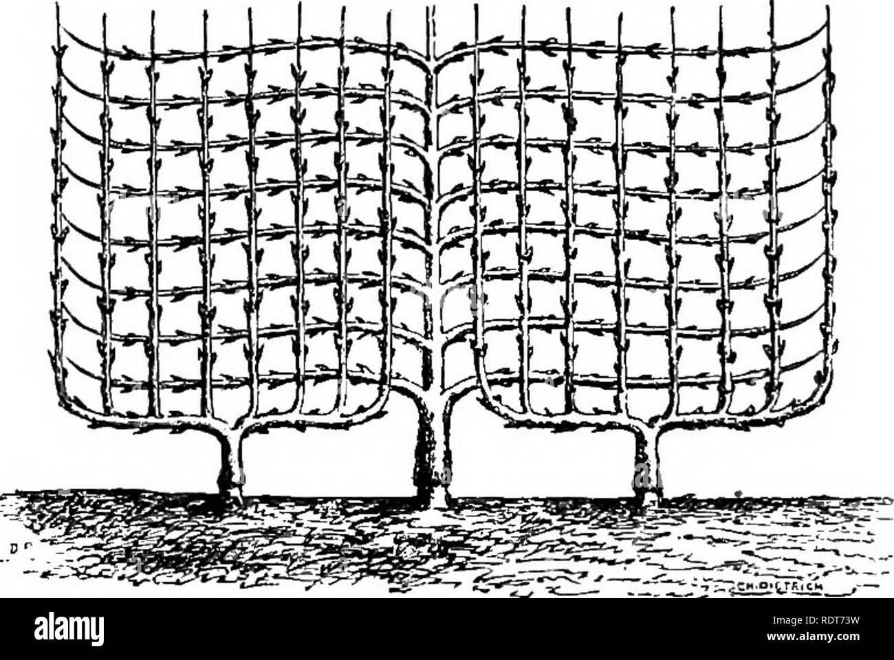 Vertical cordon fruit trees hi-res stock photography and images - Alamy