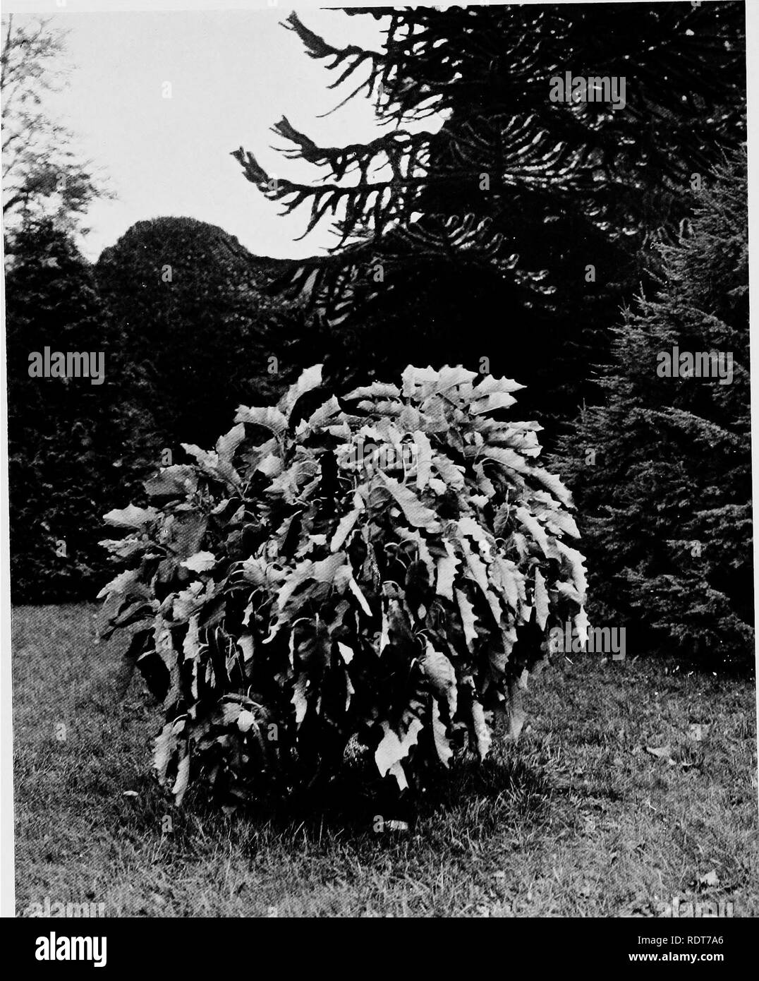 Brachyglottis repanda hi-res stock photography and images - Alamy