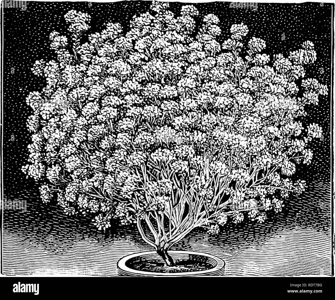 Terminal racemes Black and White Stock Photos & Images - Alamy