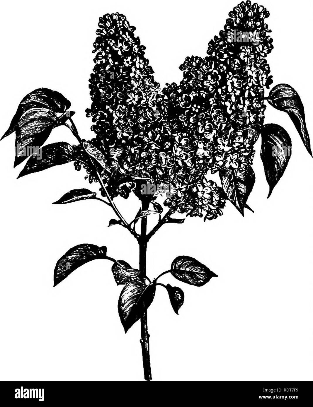 Numerous foreign plants hi-res stock photography and images - Alamy