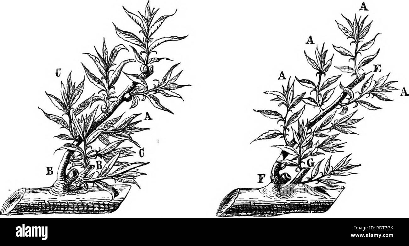 Vigorous growing tree Black and White Stock Photos & Images - Alamy