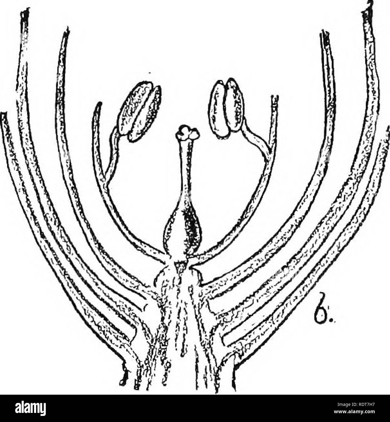 Dissecting place Black and White Stock Photos & Images - Alamy